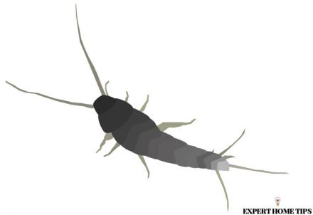 How To Get Rid Of Silverfish (13 Steps To Banish Them FOR GOOD ...